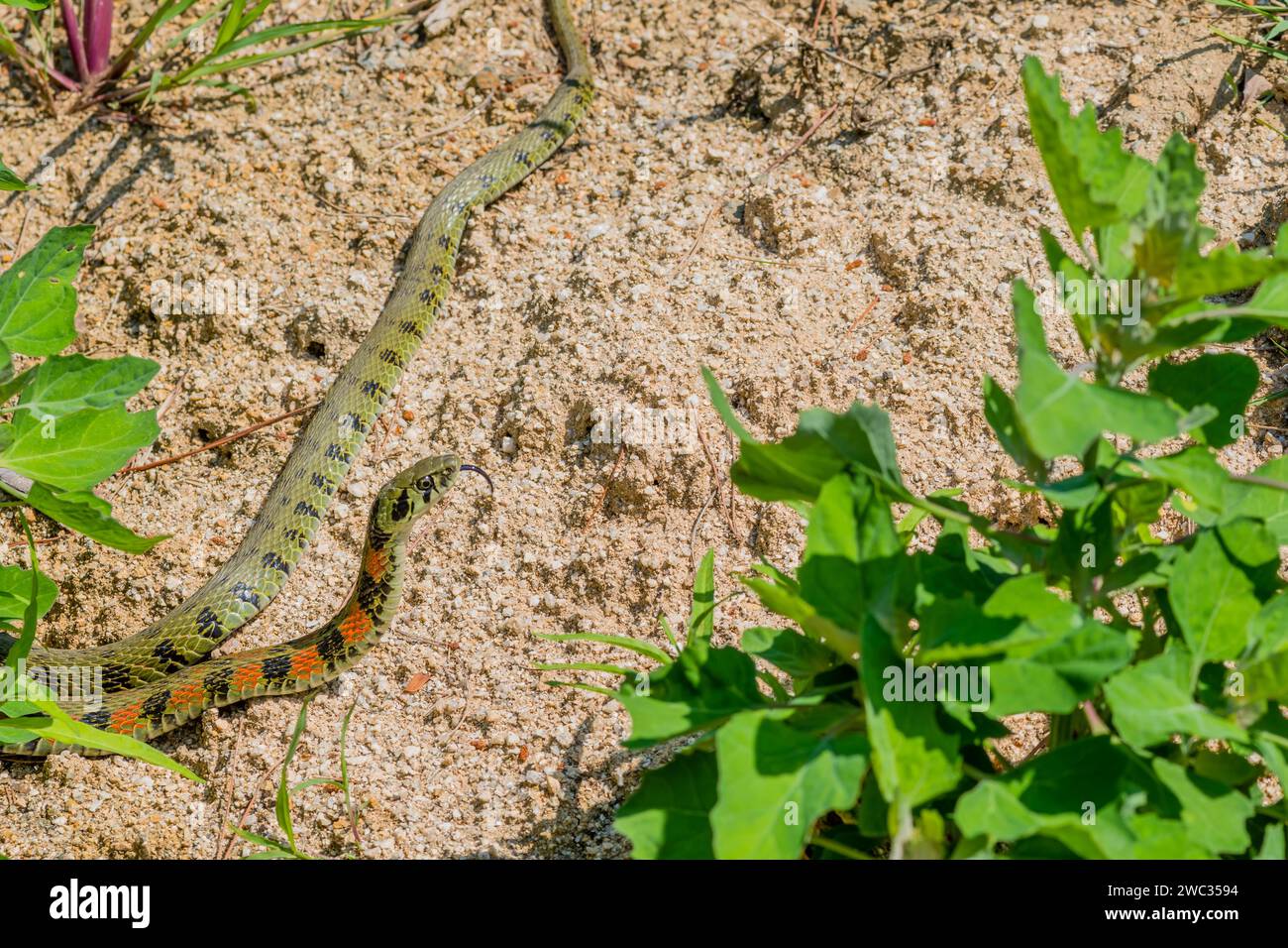 Red and black snake hi-res stock photography and images - Alamy