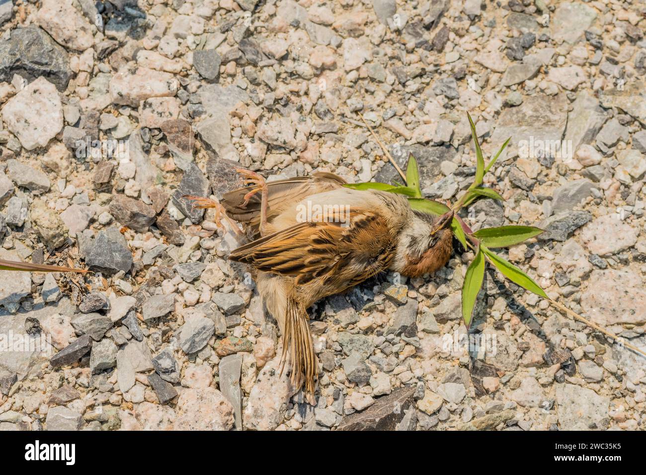 Dead sparrow lying on ground in gravel parking lot Stock Photo - Alamy