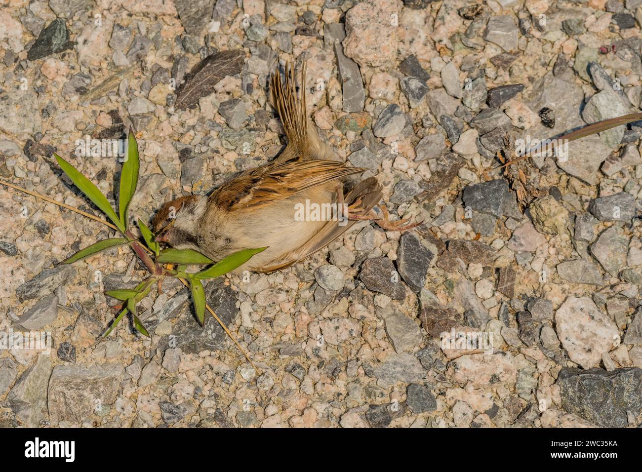 Dead sparrow lying on ground in gravel parking lot Stock Photo - Alamy