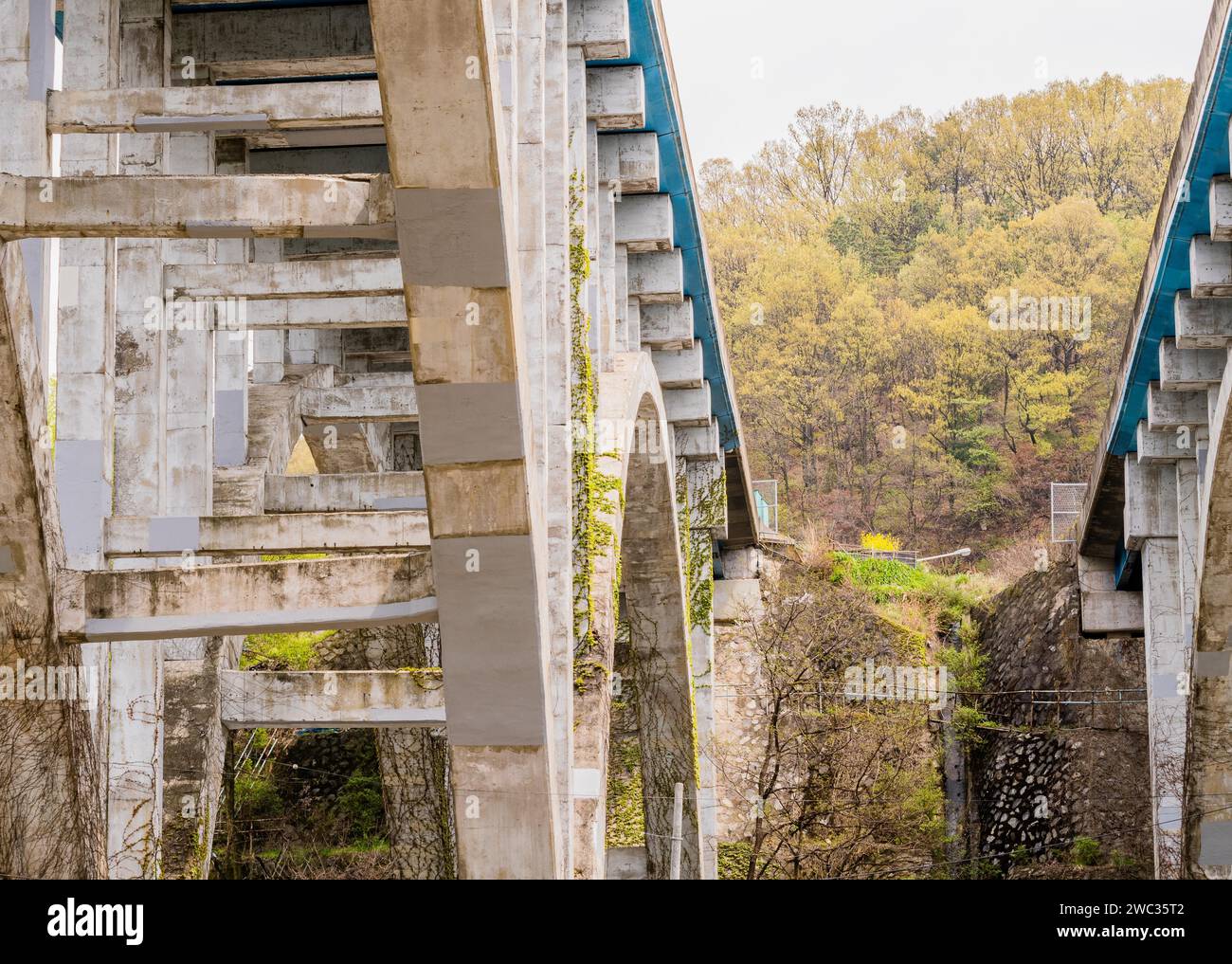 Landscape of Ivy vines crawling up large concrete bridges with wooded ...