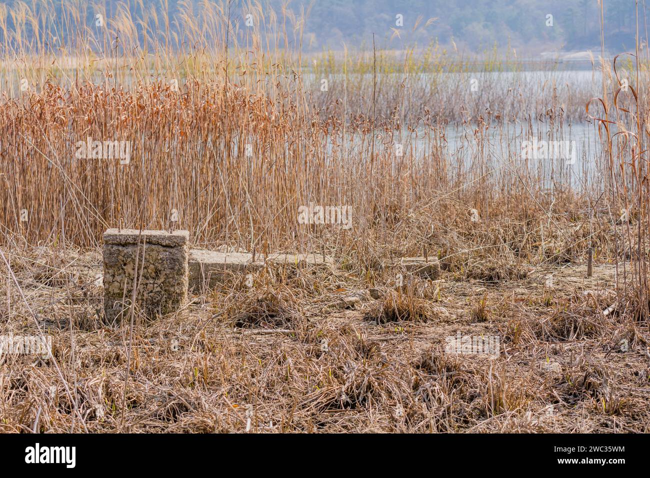 Foundation and concrete column of building in tall grass of dried ...