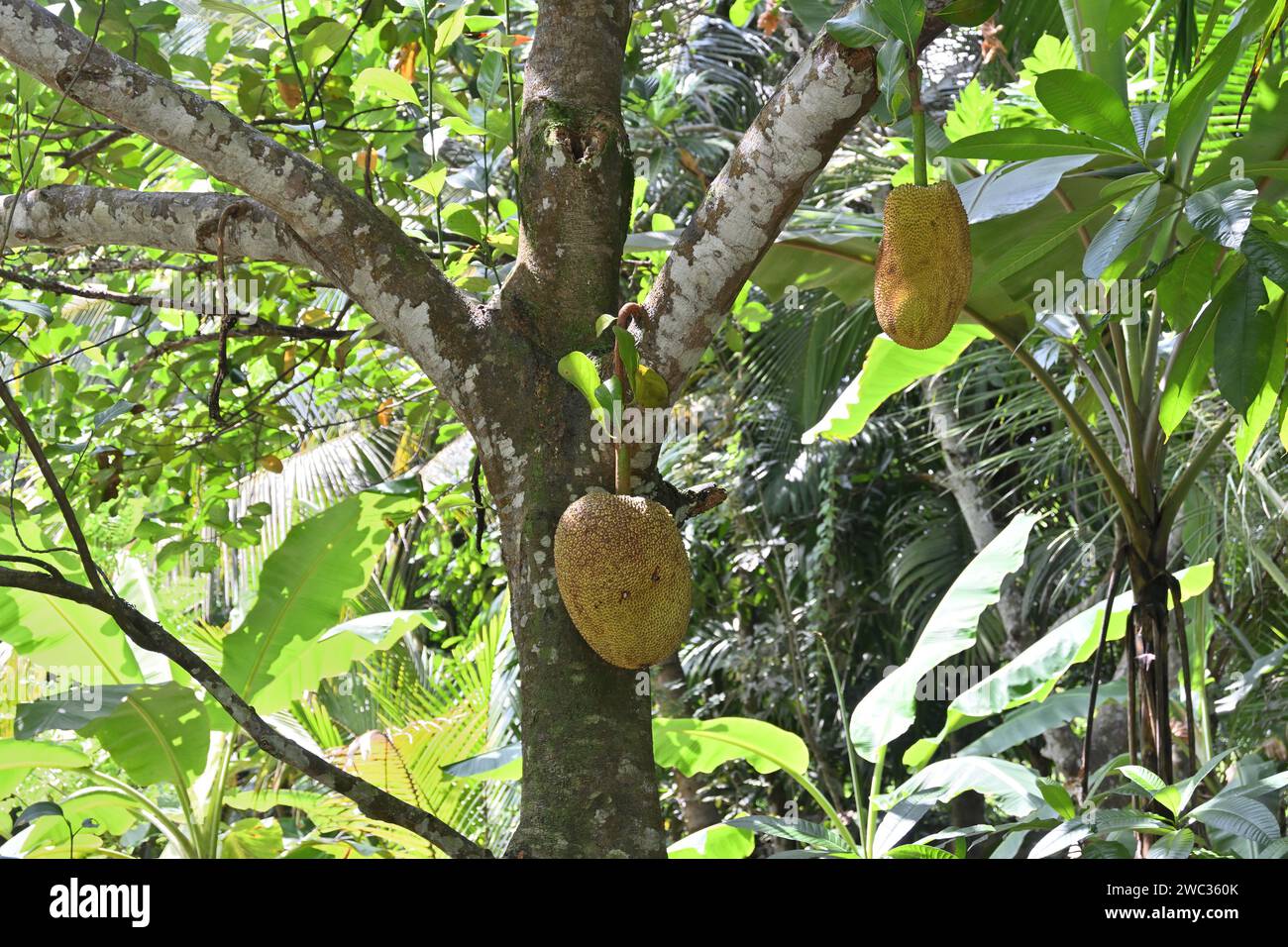 View of a young jack tree (Artocarpus heterophyllus) in first fruit ...