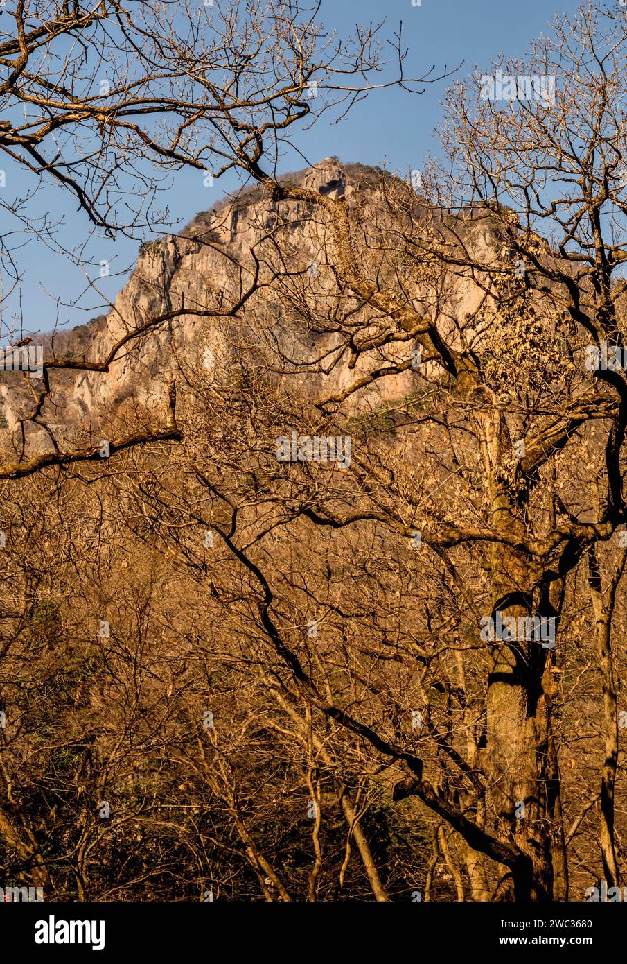 Uplifted granite mountain peak behind autumn leafless trees branches ...