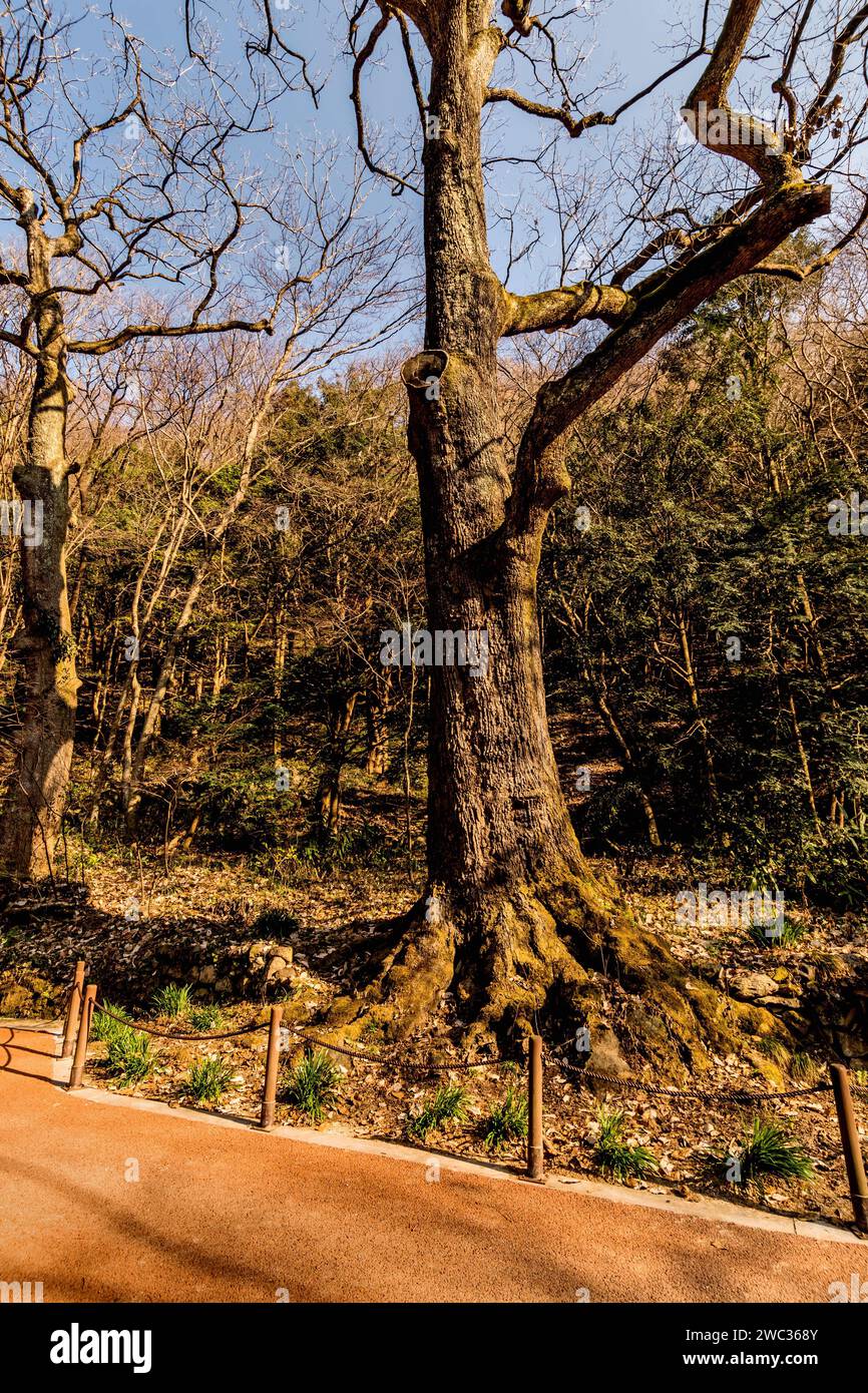 Old oak tree with leafless branches beside paved hiking trail in ...