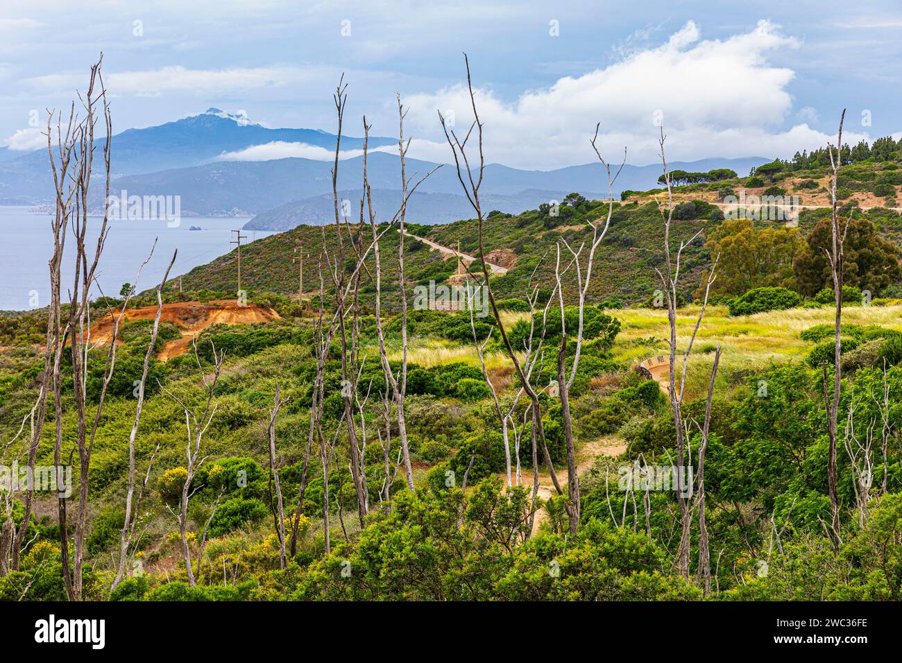 Withered tree poles, green bushes, in the park of the former Miniere ...