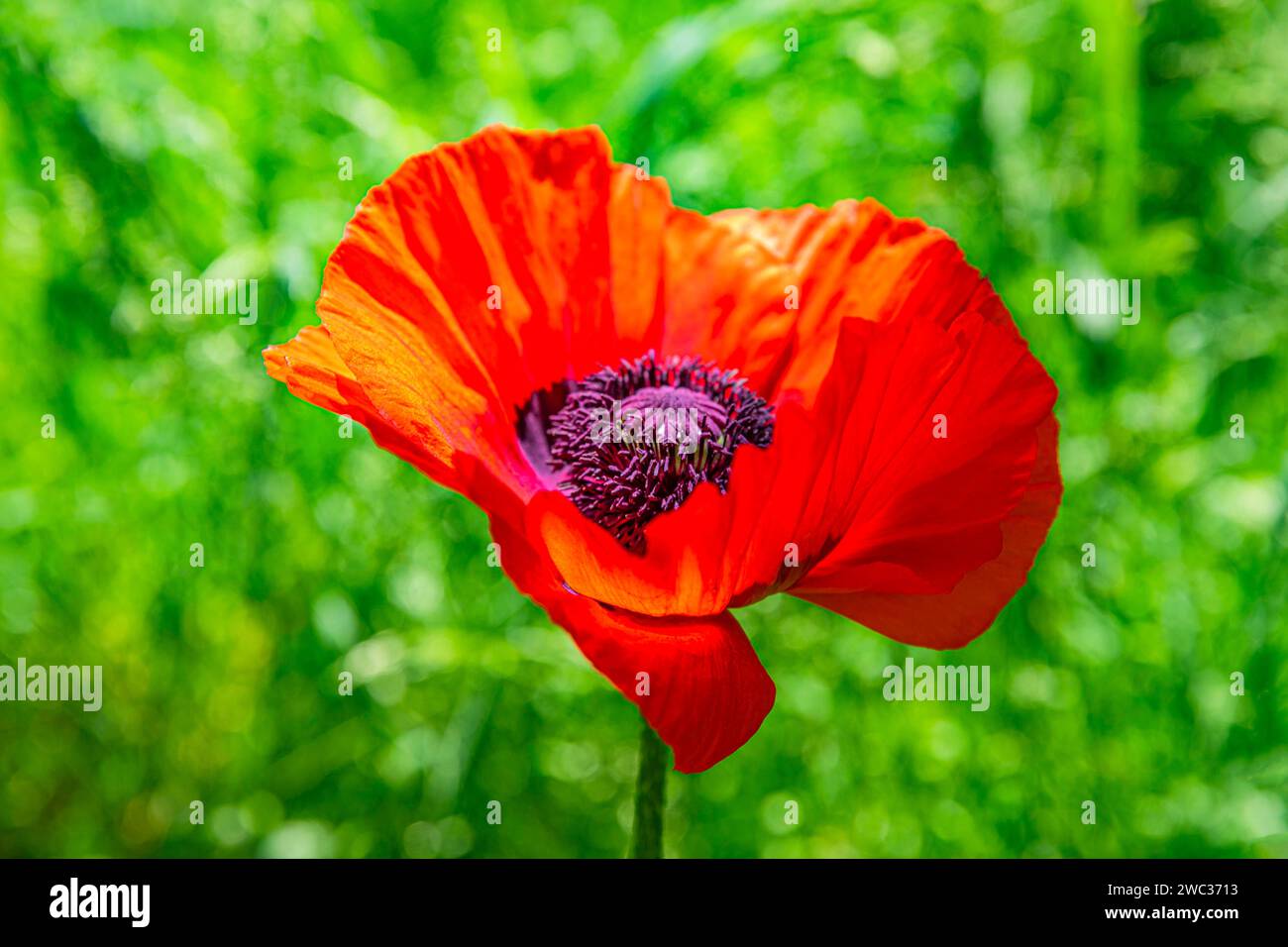 Palaver orientale hi-res stock photography and images - Alamy