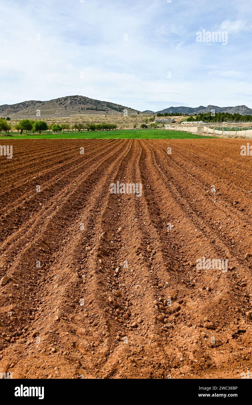 Vibrant red soil ready for planting, with neat rows, against a backdrop ...