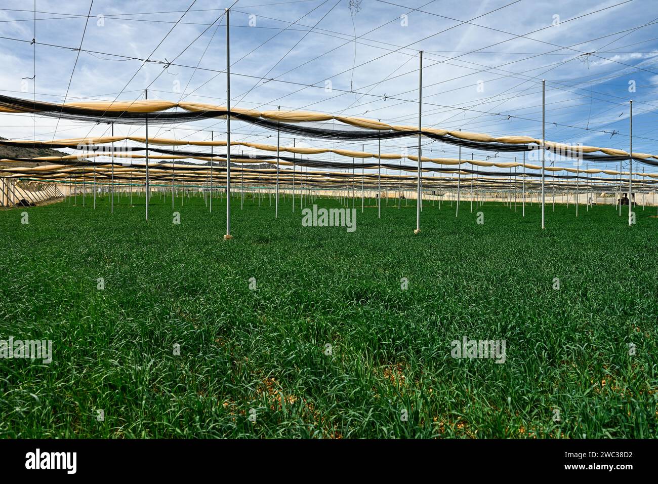 Vibrant green crop under an extensive network of shade nets, with a ...