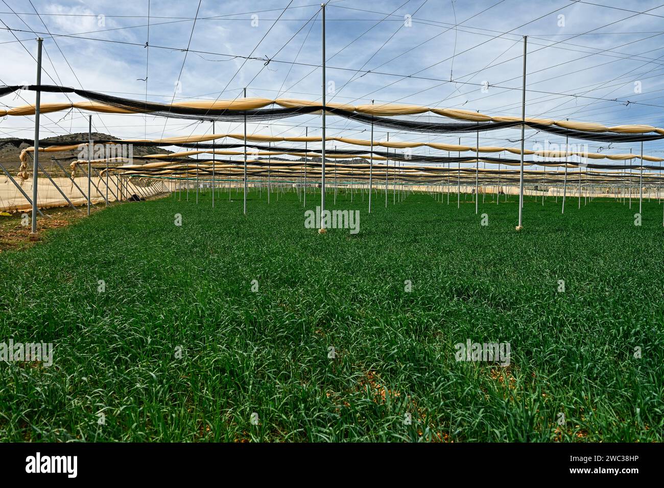 Agricultural shade netting hi-res stock photography and images - Alamy