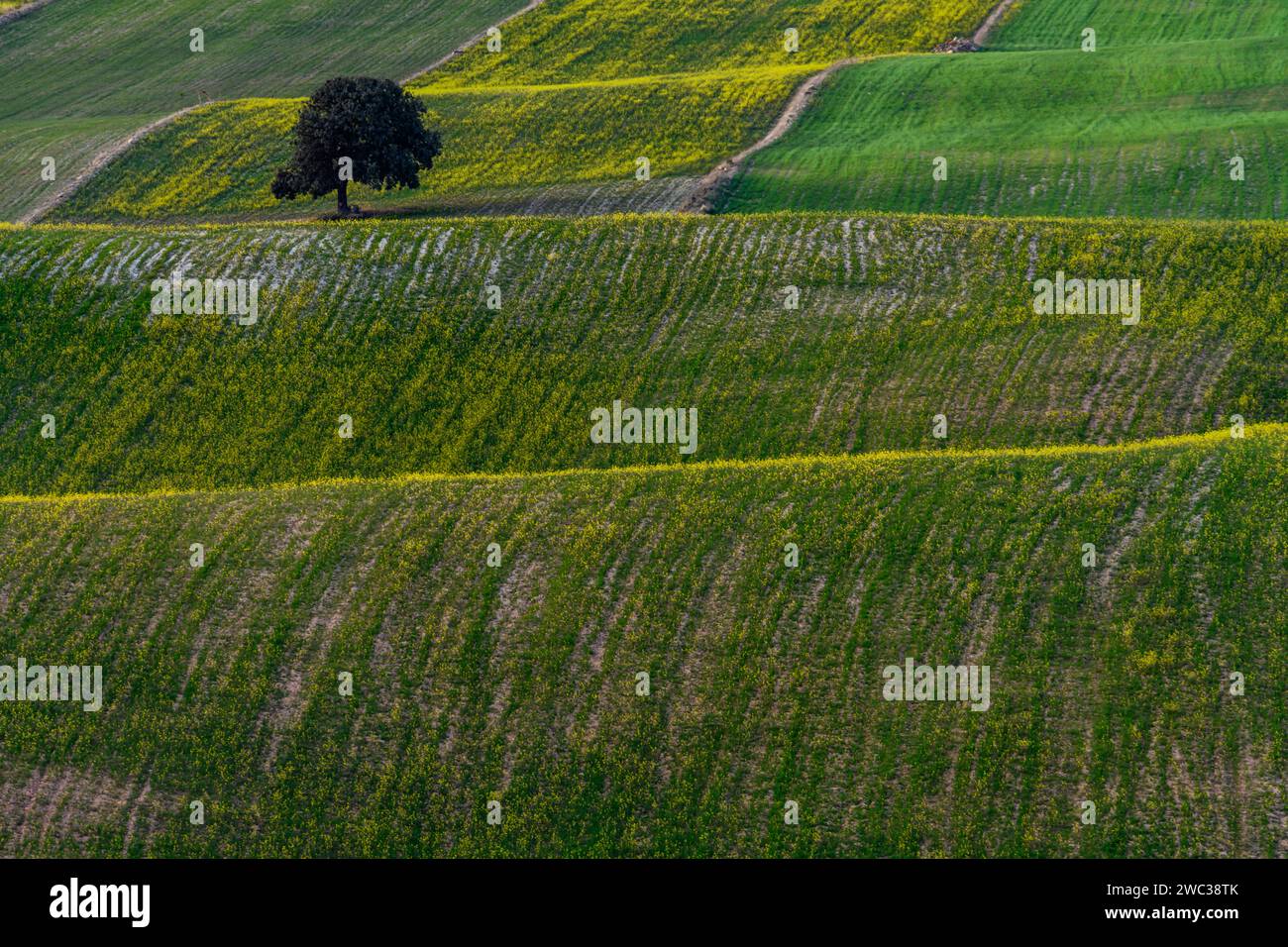 A single tree stands out against the wavy pattern of green and yellow ...