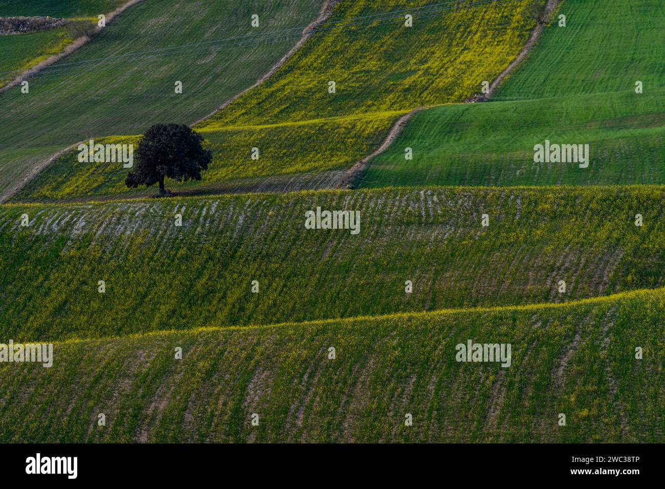 A single tree stands out against the wavy pattern of green and yellow ...