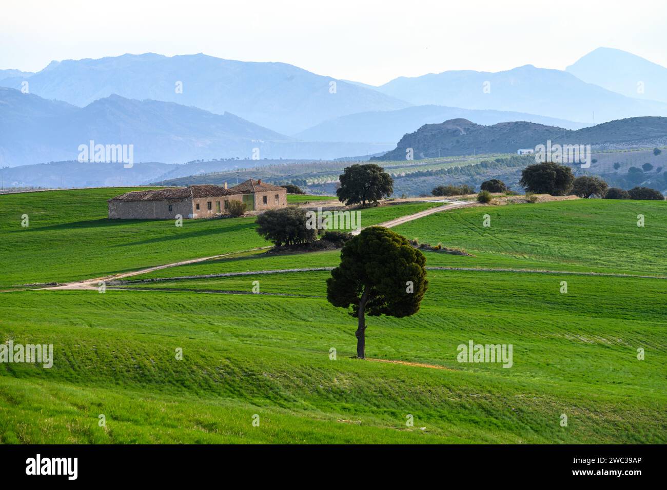 A classic rural scene featuring lush green fields, an isolated tree ...