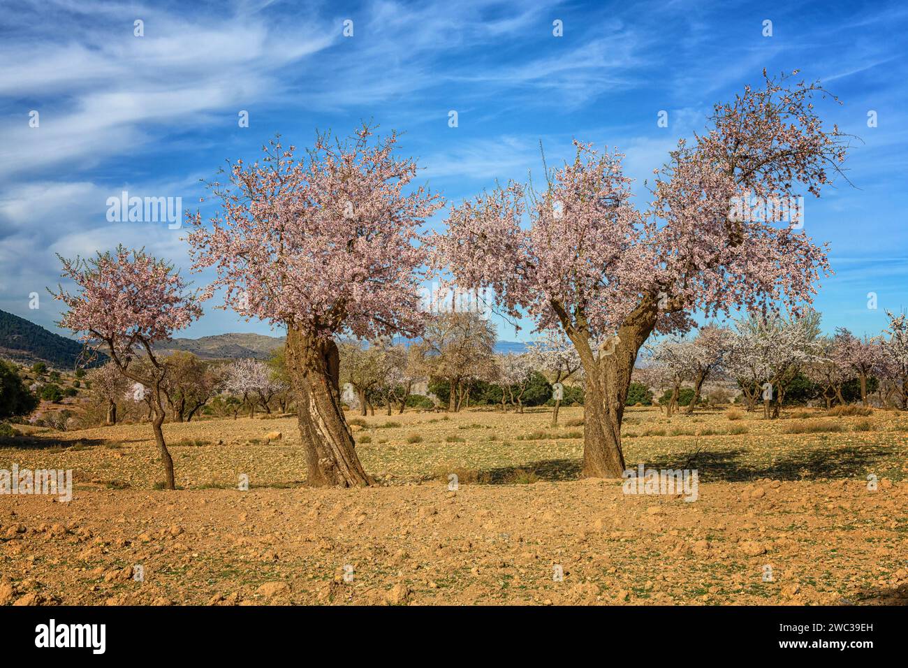 Mature almond trees in full bloom with pink flowers, set against the ...