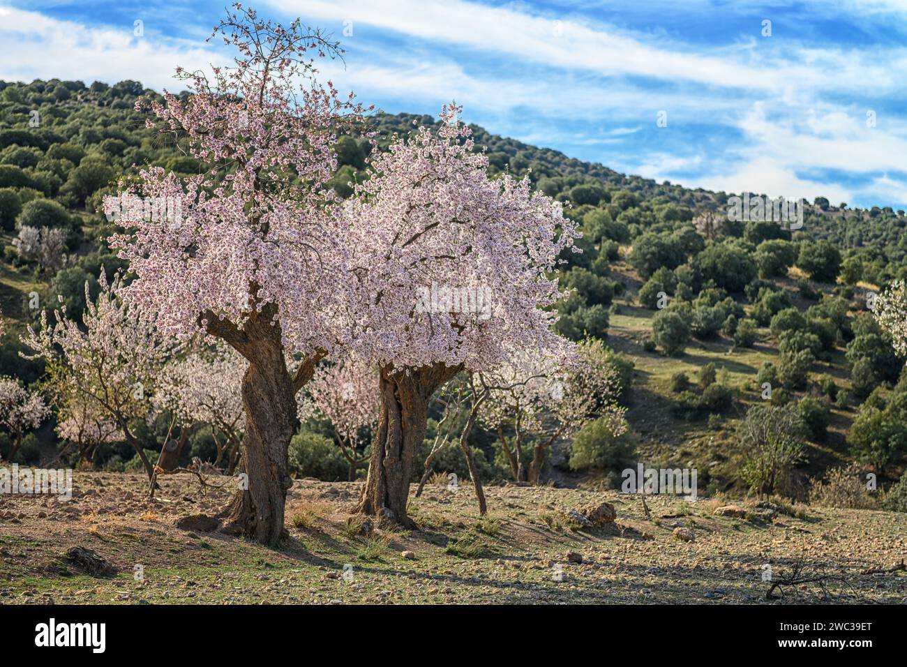 Mature almond trees in full bloom with pink flowers, set against the ...