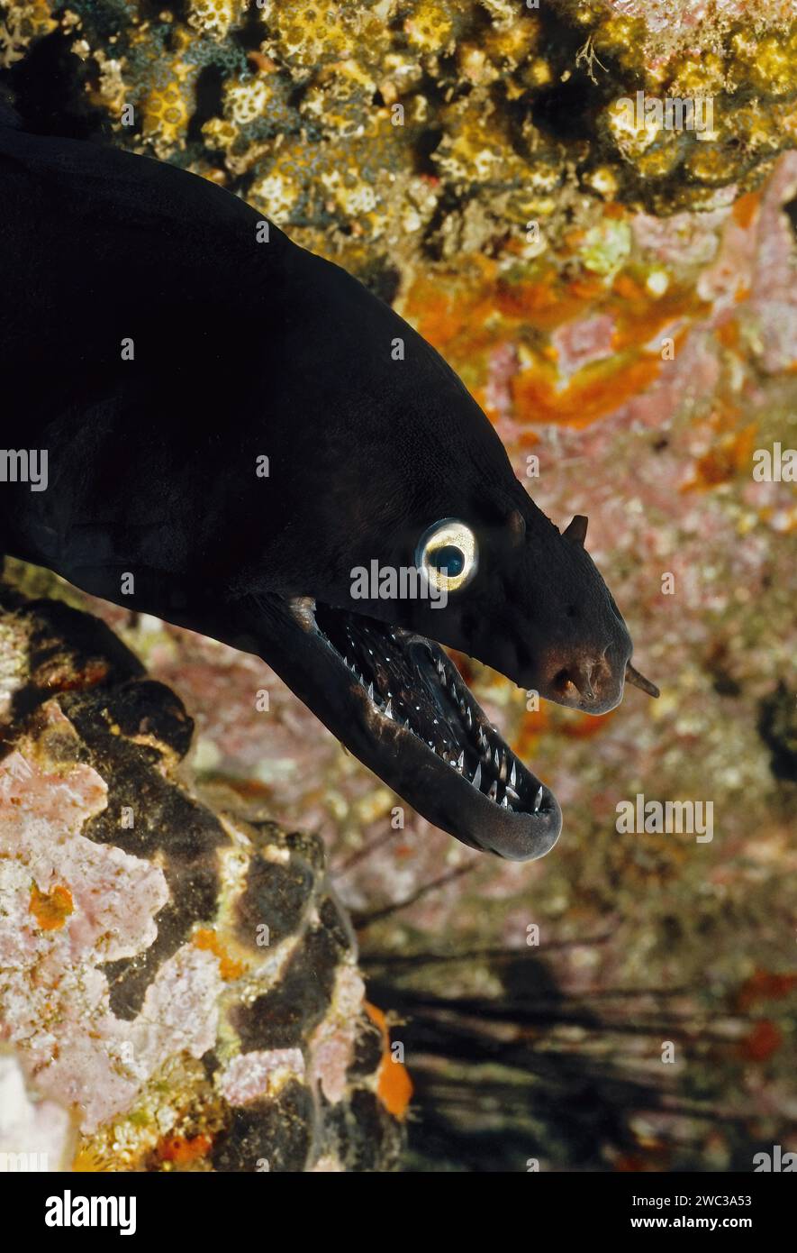 Close-up of head of black moray eel (Muraena augusti) Prince August ...