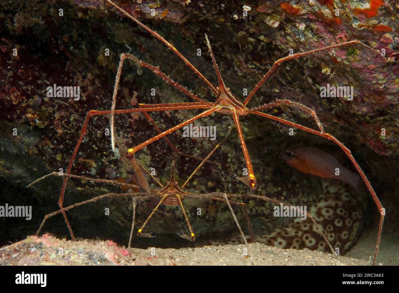 Pair of two specimens of Atlantic spider crab (Stenorhynchus ...