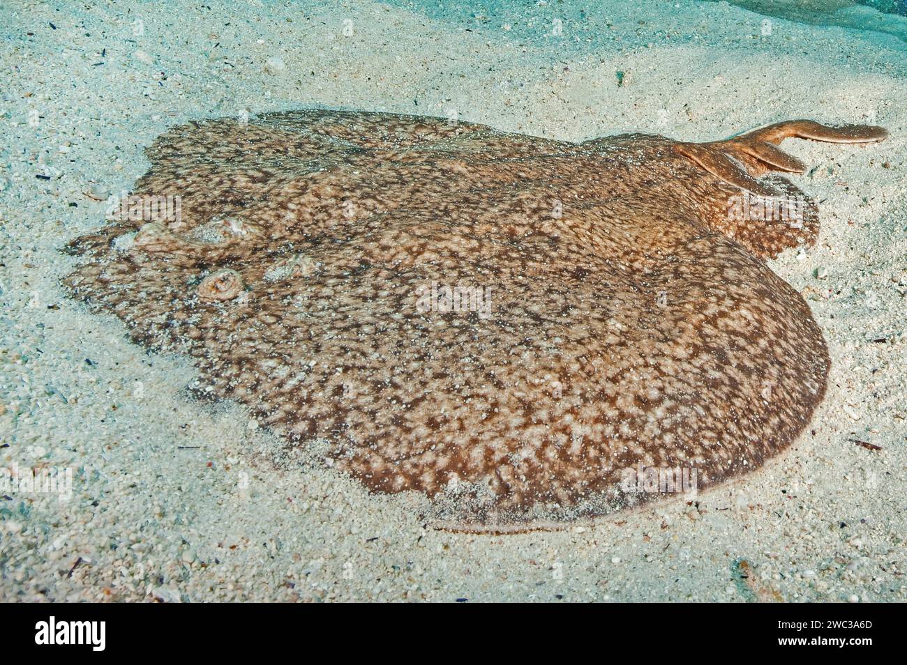 Marbled electric ray (Torpedo marmorata) Electric ray Torpedo ray ...