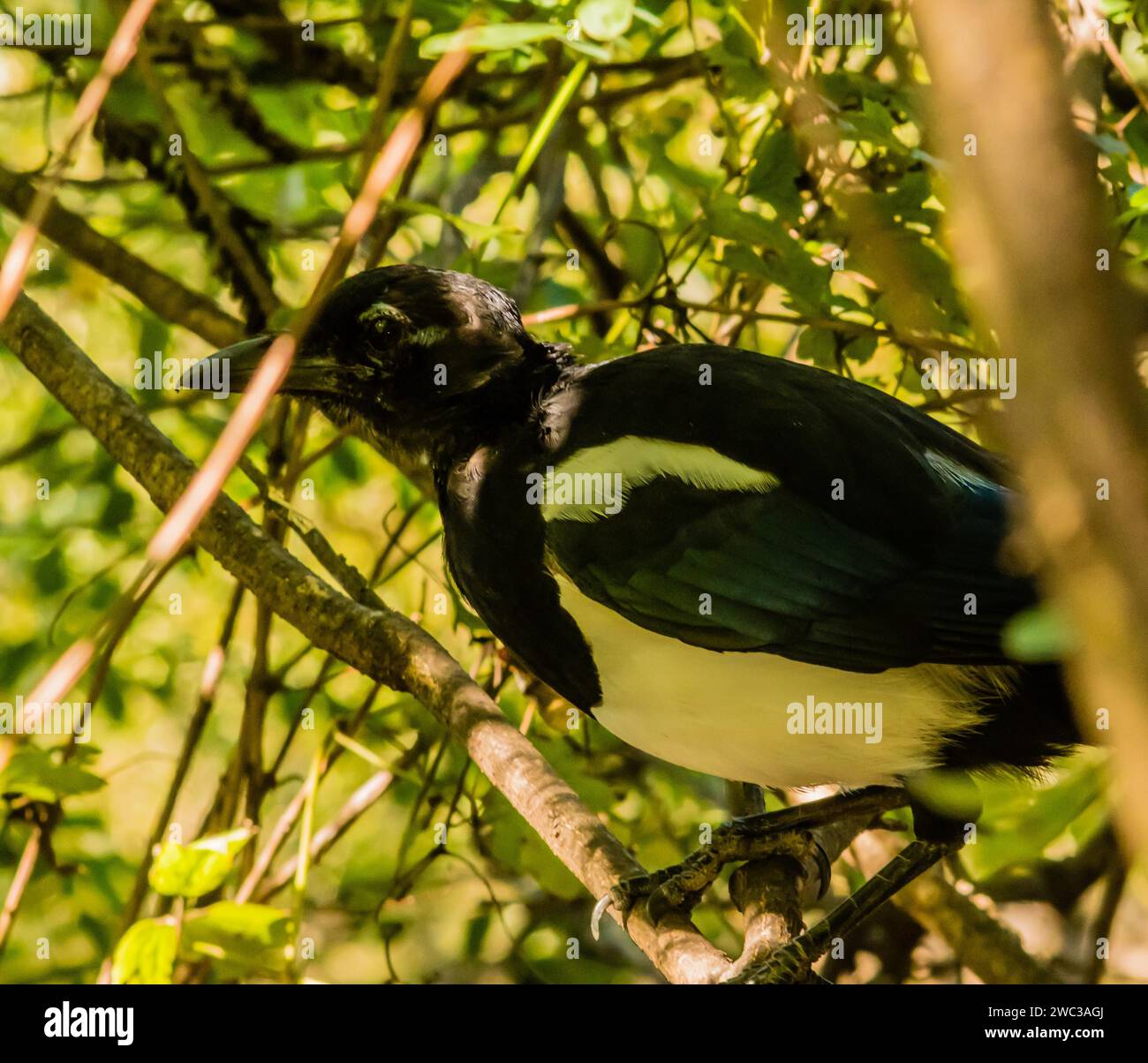 The magpie detail hi-res stock photography and images - Alamy