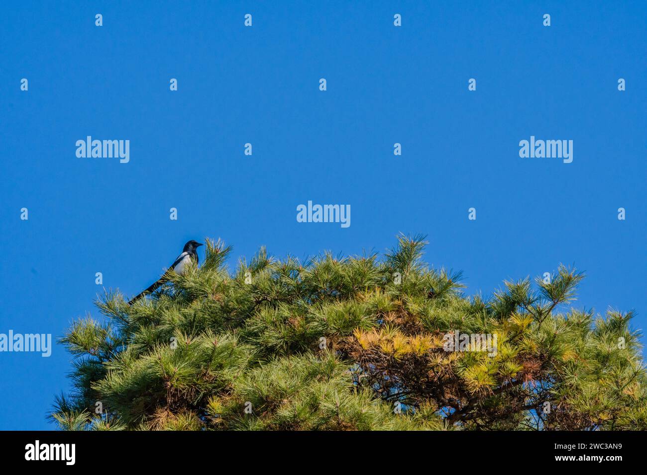 Single magpie perched on top branches of tall evergreen tree with blue ...