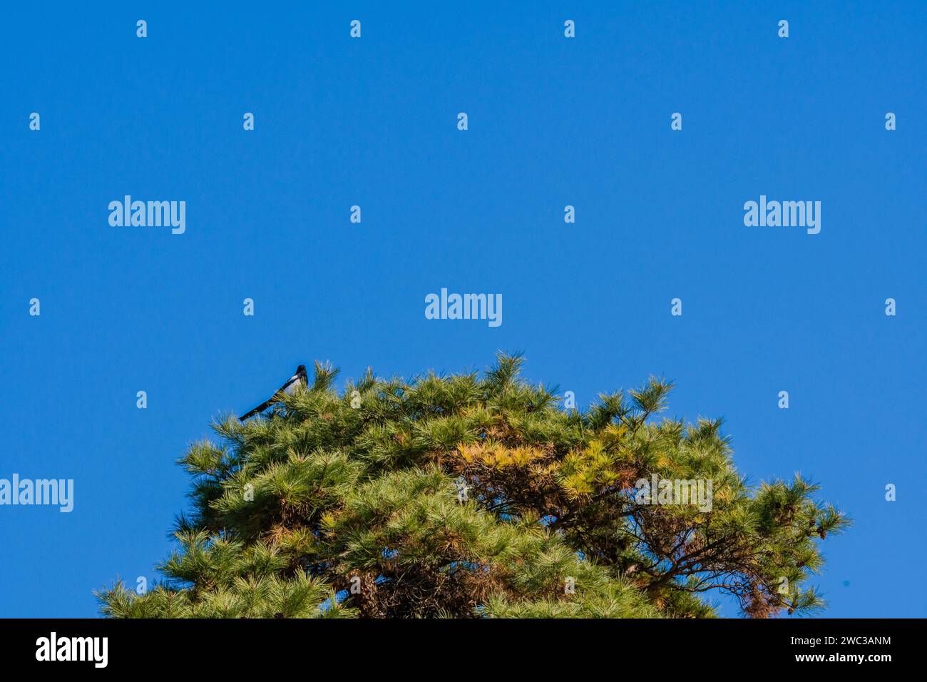 Single magpie perched on top branches of tall evergreen tree with blue ...