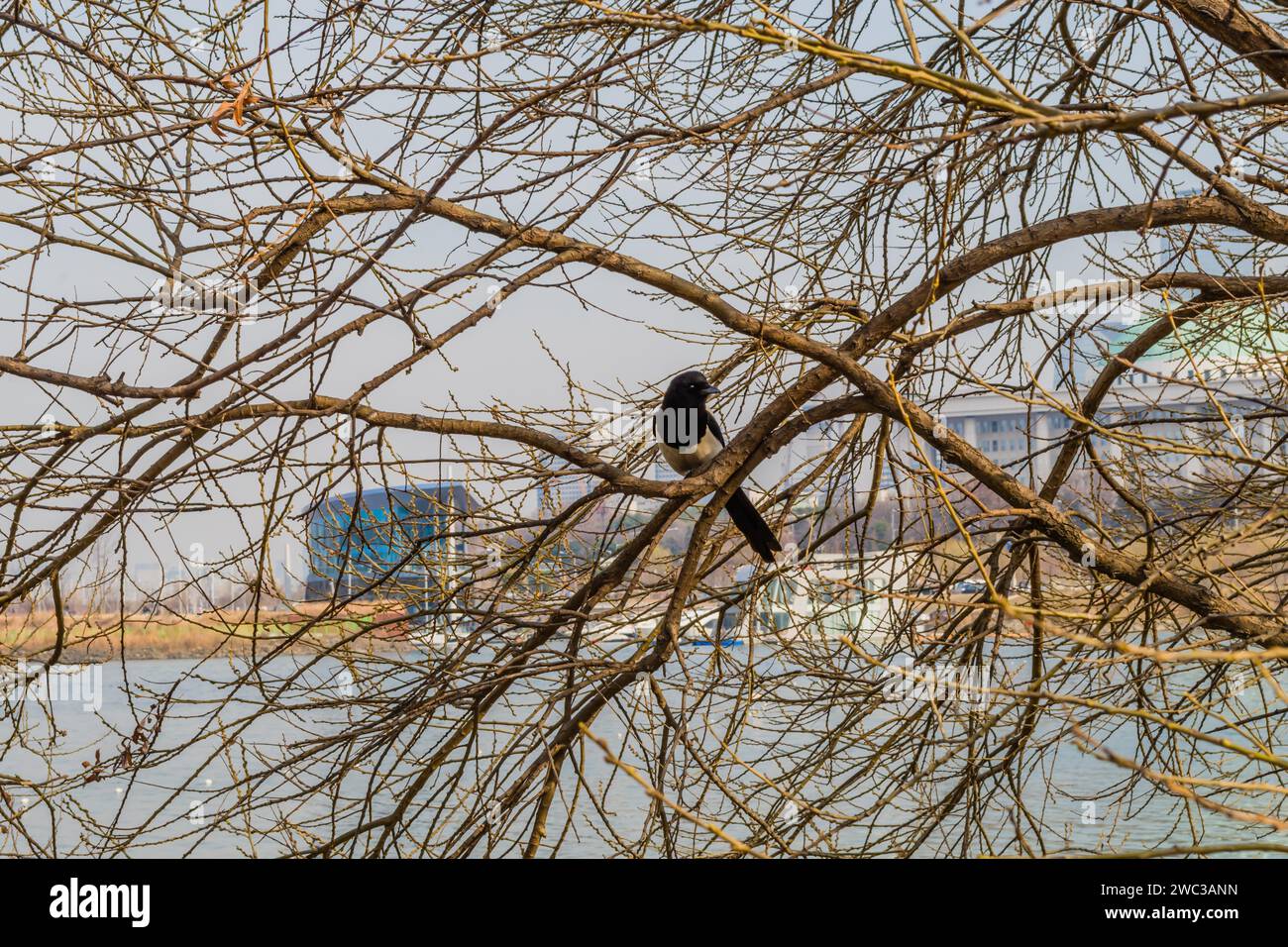Magpie river hi-res stock photography and images - Alamy
