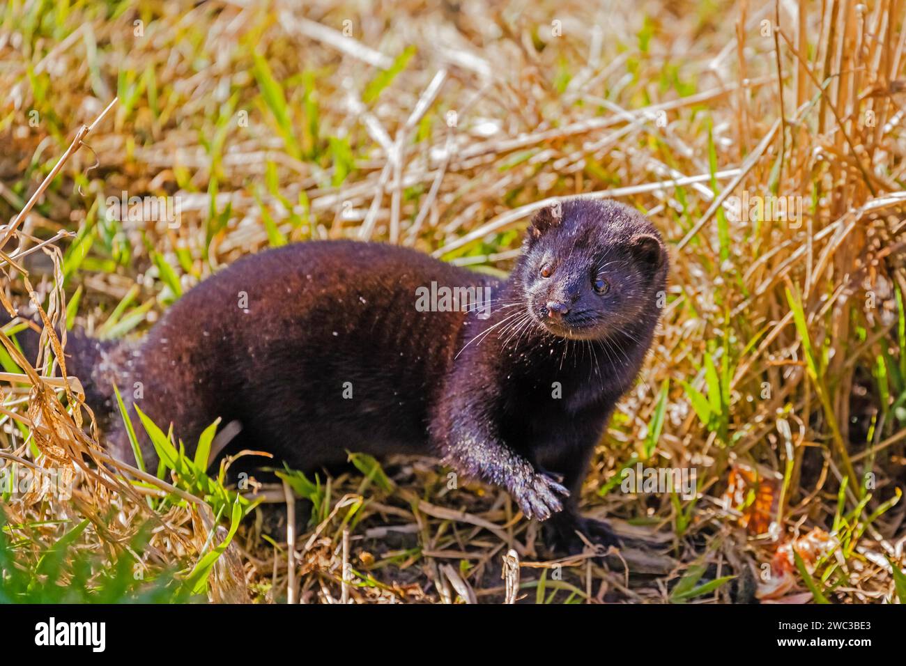 Mink nature wildlife photography hi-res stock photography and images ...