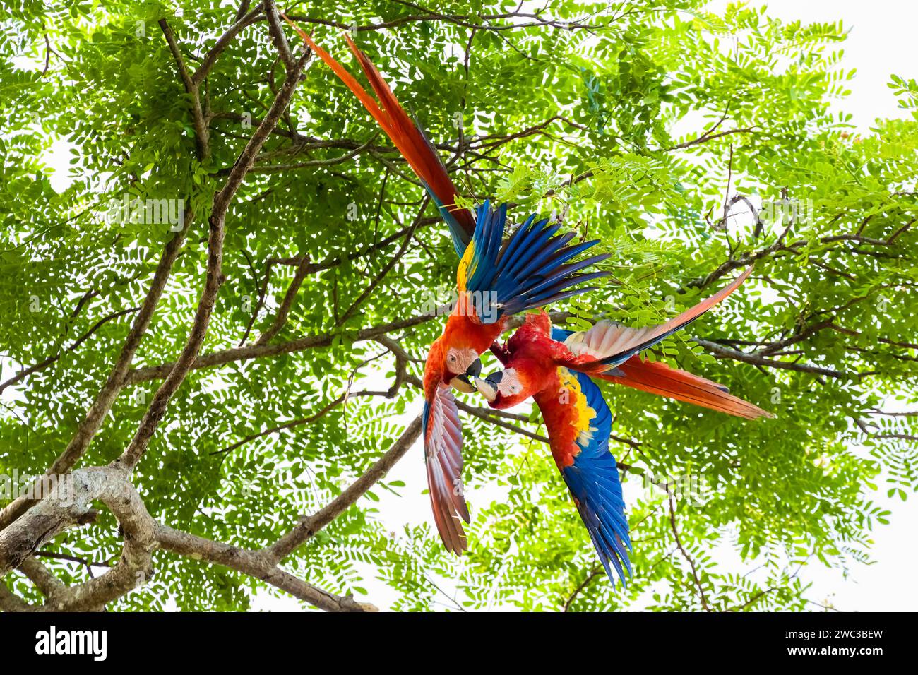 Costa Rica, Light Red Macaw, Central America Stock Photo - Alamy