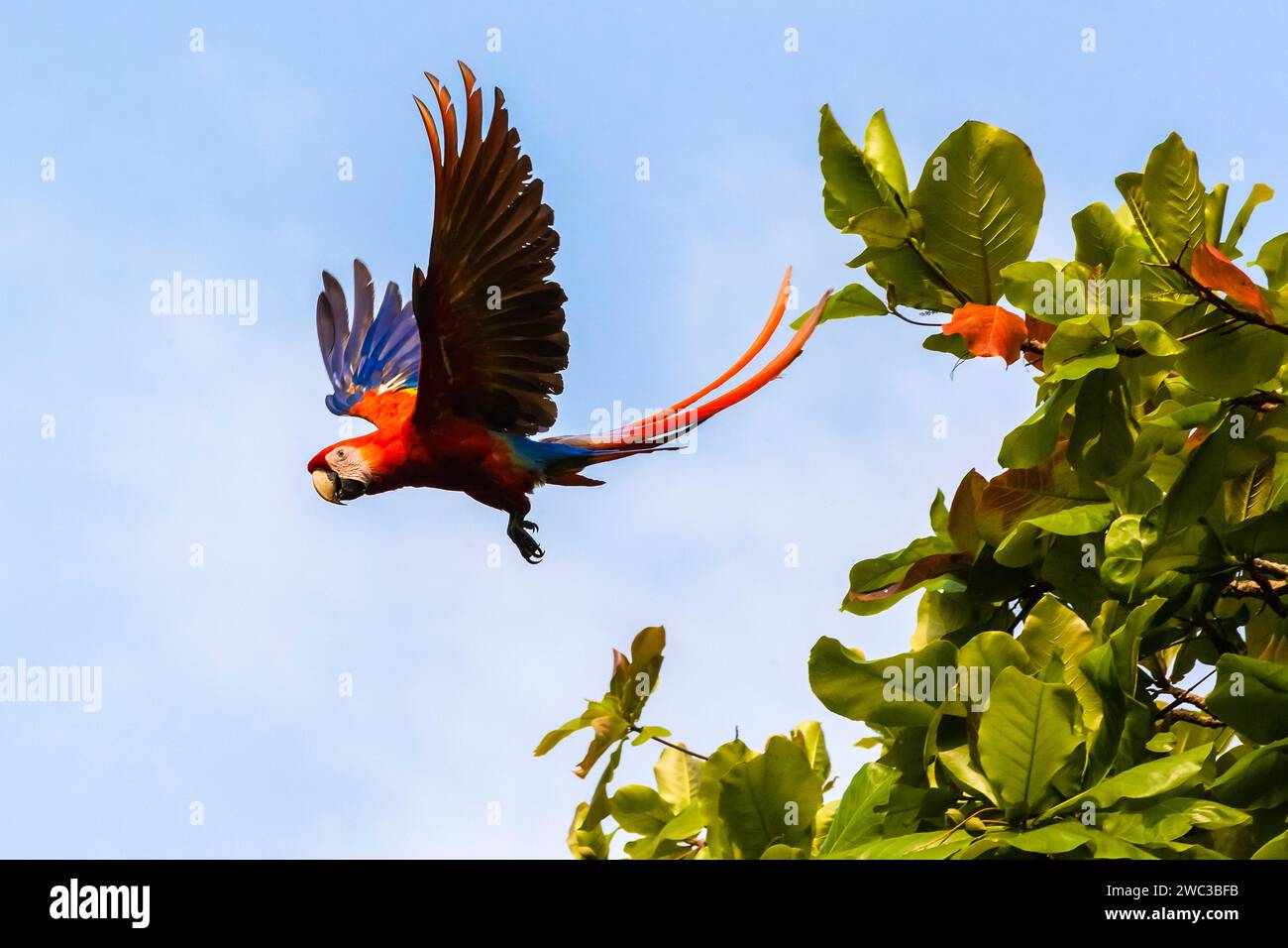 Costa Rica, Light Red Macaw, Central America Stock Photo - Alamy