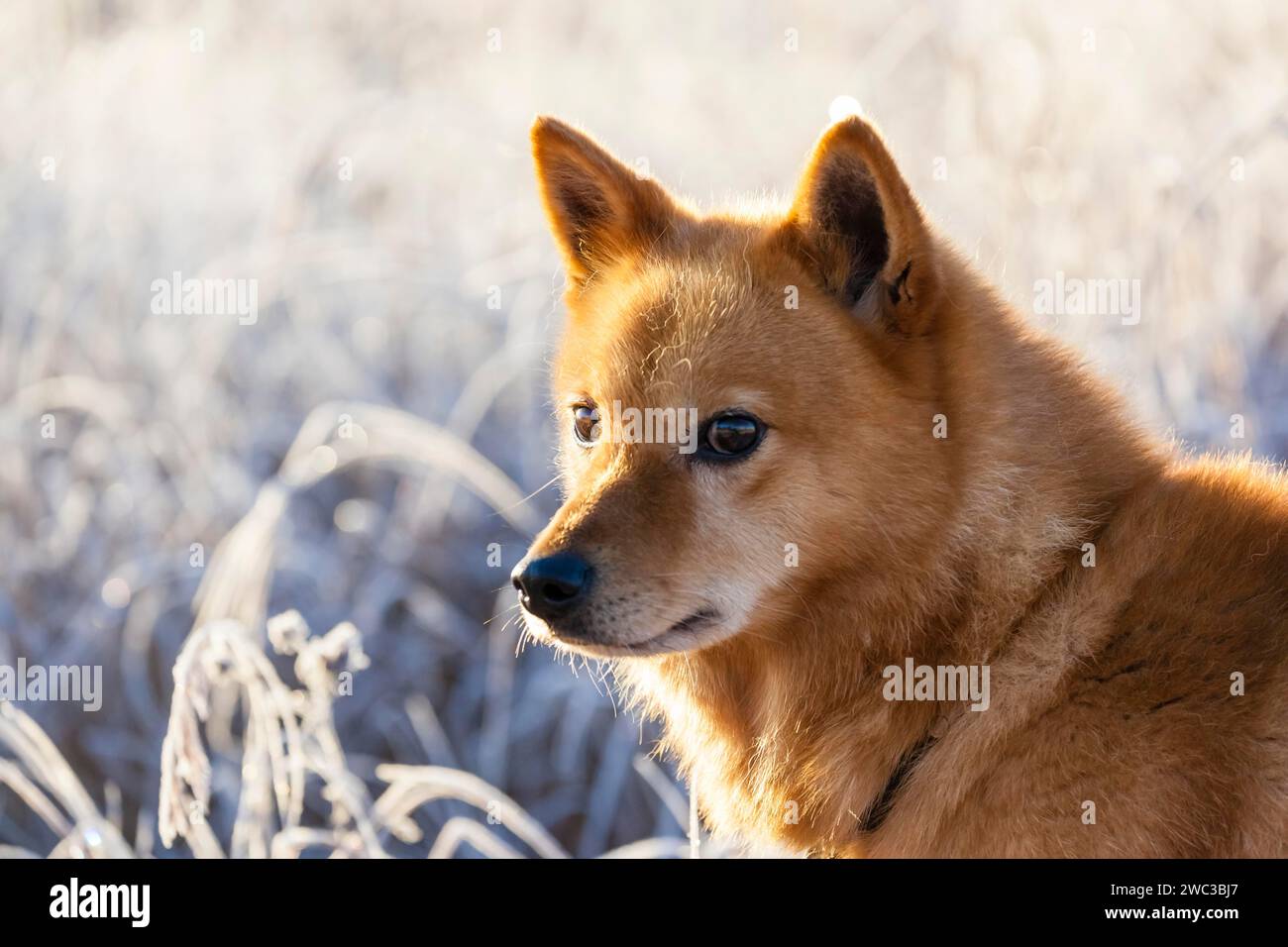 Finnish Spitz in the morning sun, Lapland, Husky, Finnish Spitz ...