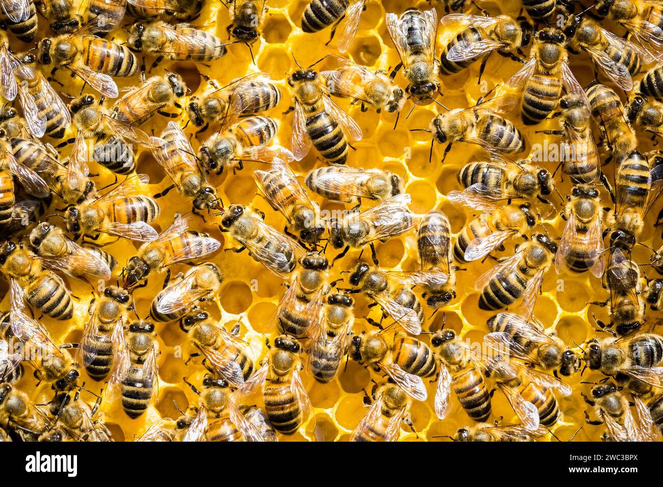 Several bees on a honeycomb hi-res stock photography and images - Alamy