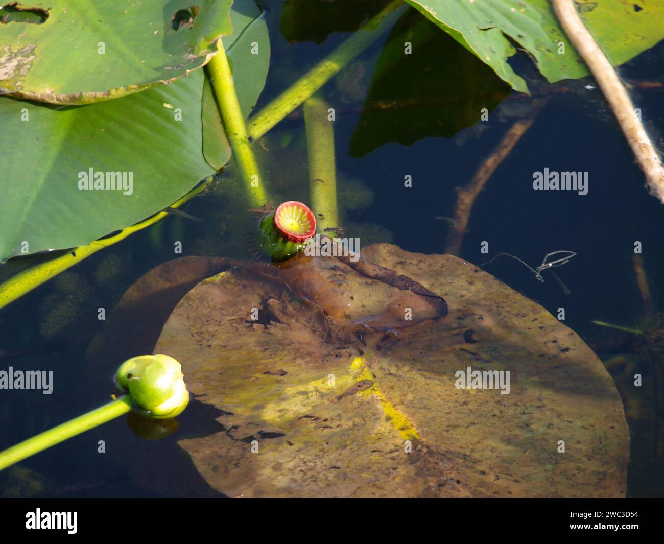 Everglades flora hi-res stock photography and images - Alamy