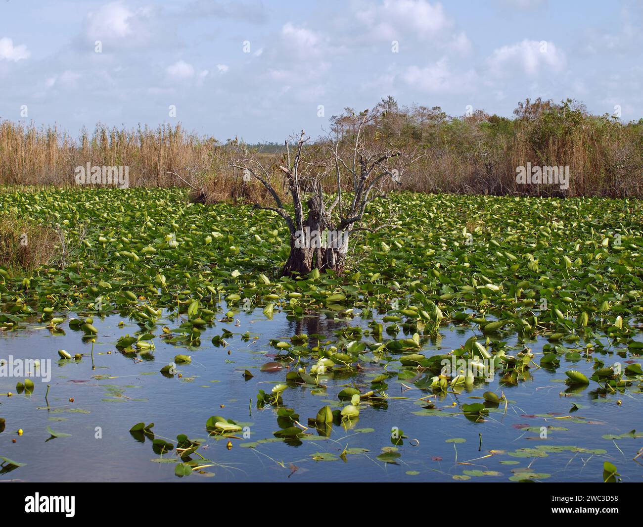 Lone tree in the water hole. Anhinga trail, Everglades National Park ...
