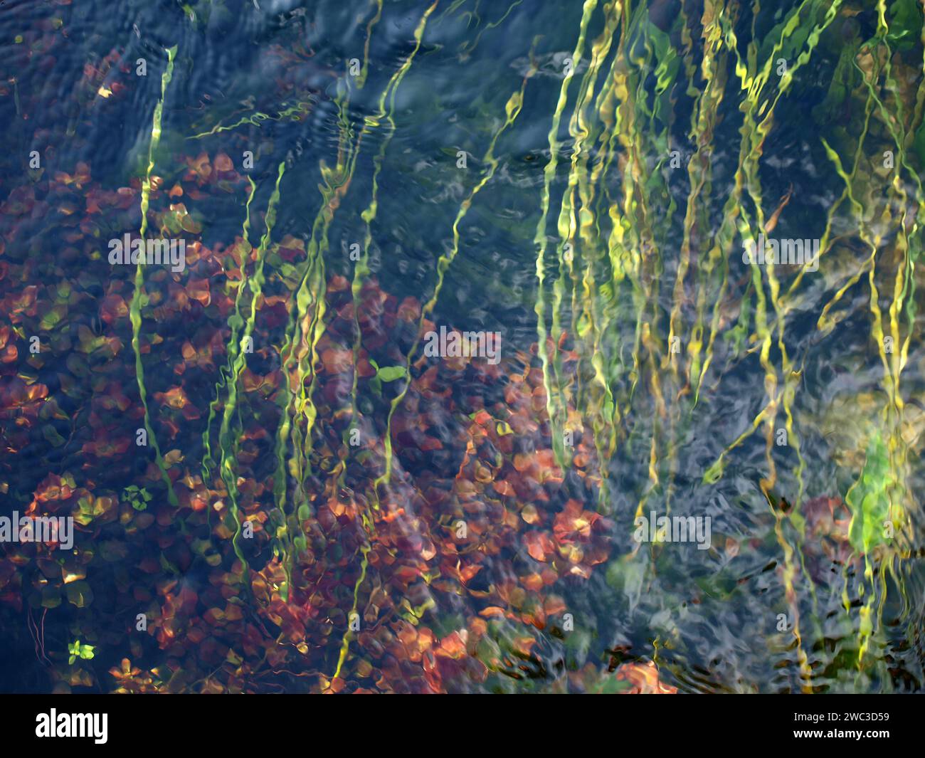 Swamp ecosystem hi-res stock photography and images - Alamy