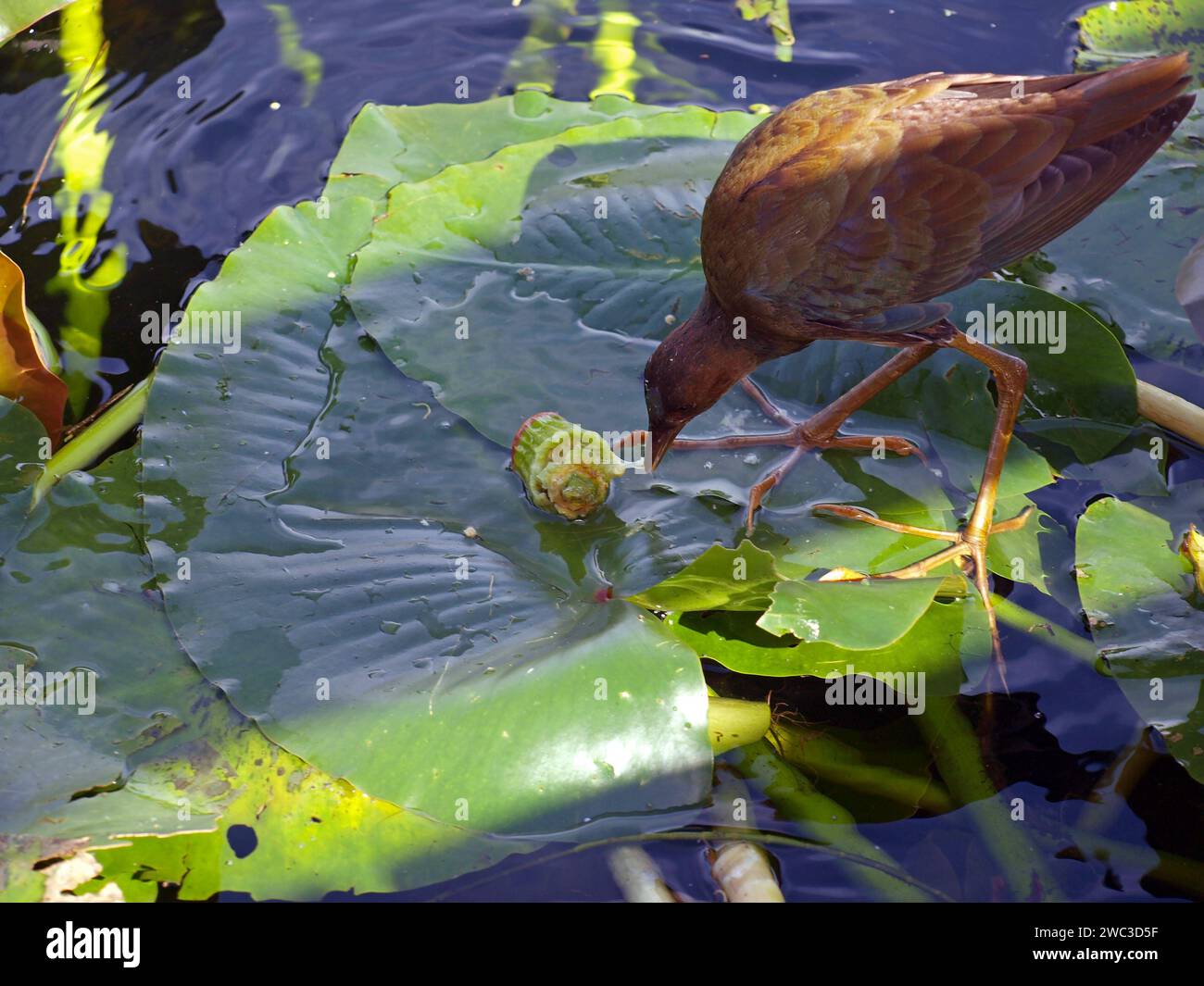 Immature seed hi-res stock photography and images - Alamy