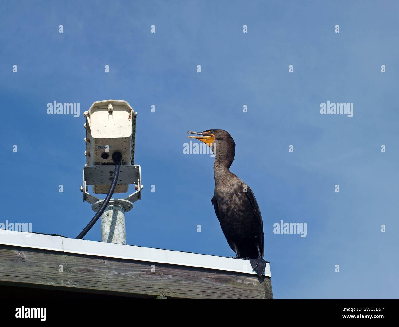 Habitat protection hi-res stock photography and images - Alamy