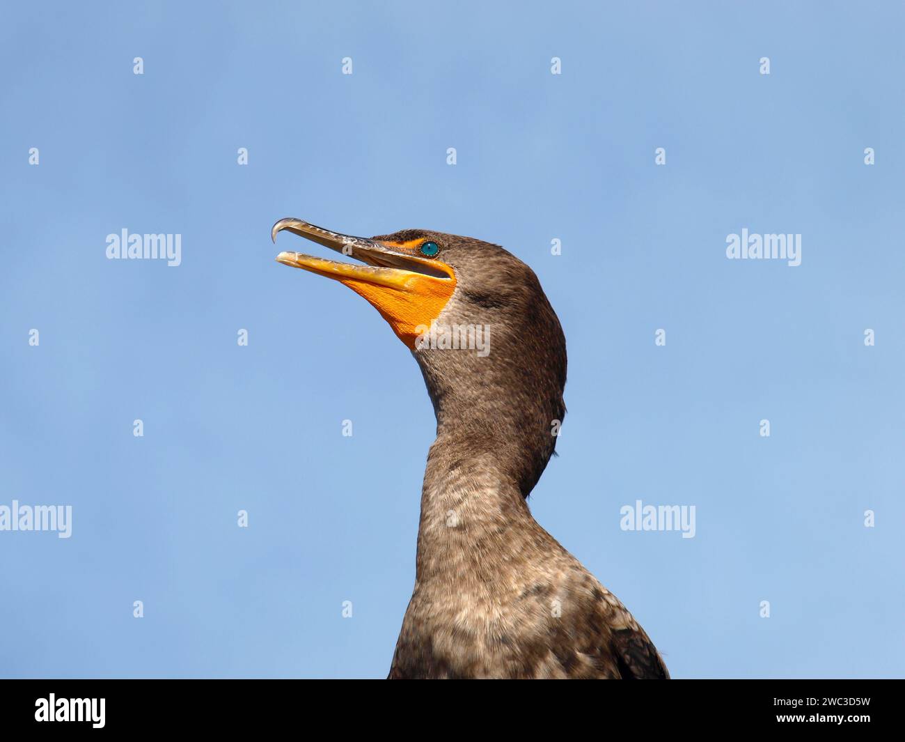 Birds with beautiful eyes hi-res stock photography and images - Alamy