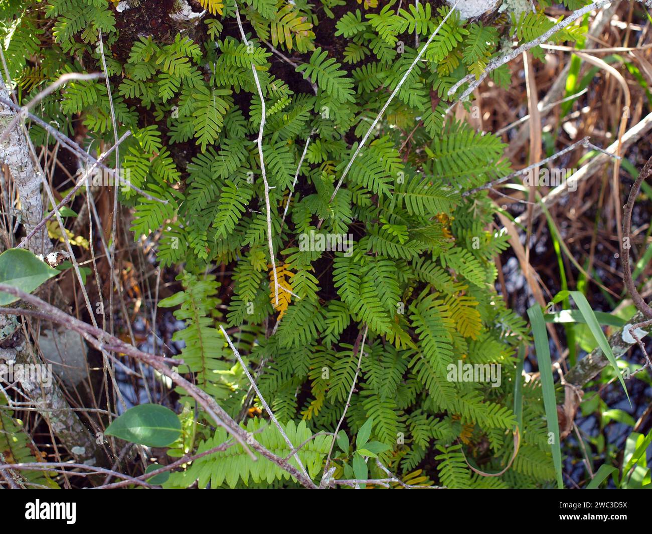Another fern species hi-res stock photography and images - Alamy