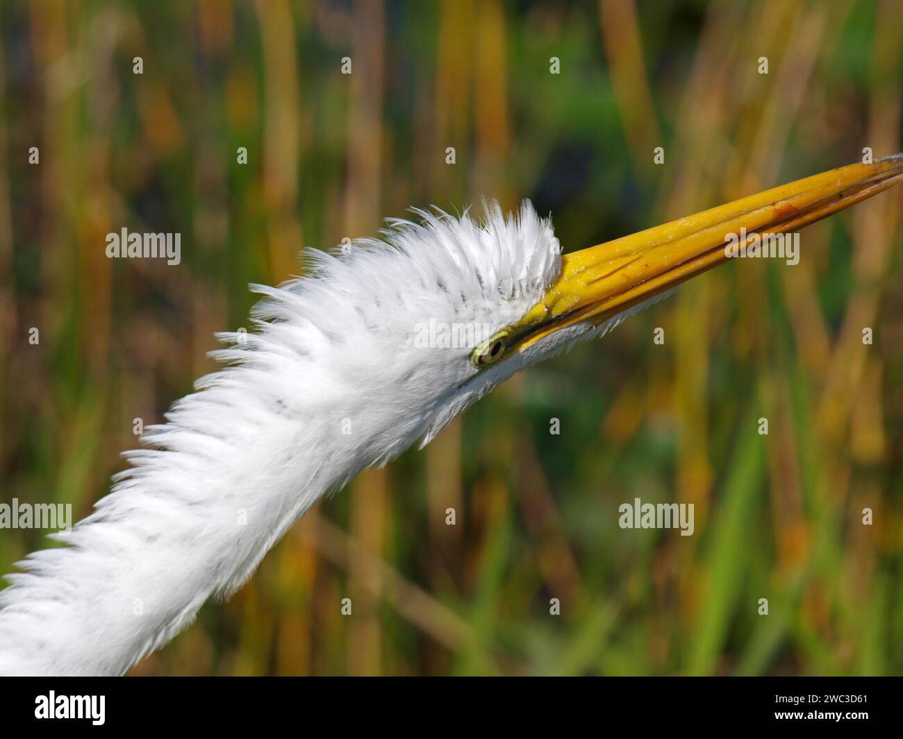 Great egret shaking its feathers Stock Photo - Alamy