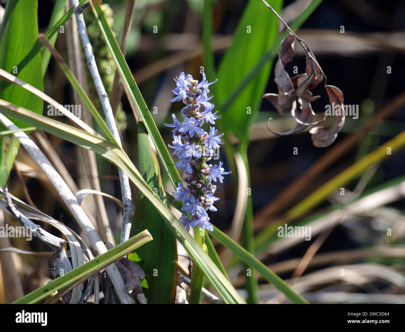 Pickerelweed flower (Pontederia cordata) growing in the Everglades ...