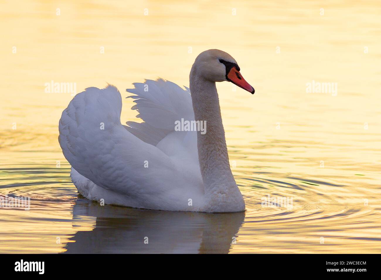 Beautiful bird scene hi-res stock photography and images - Alamy