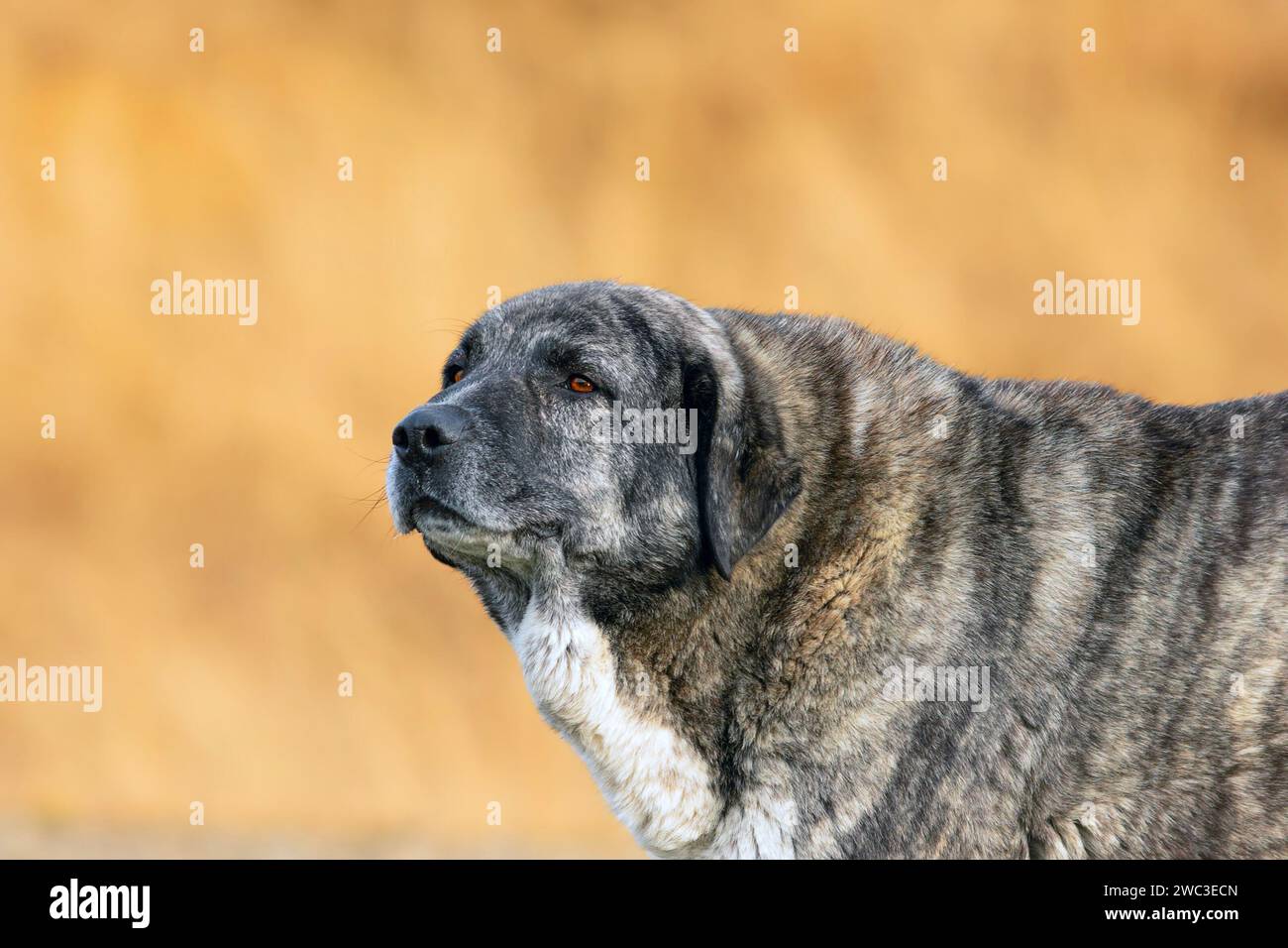 Asianovcharka hi-res stock photography and images - Alamy
