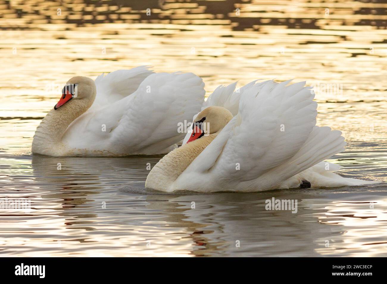 mute swans displaying mating behaviour in beautiful orange sunset light ...