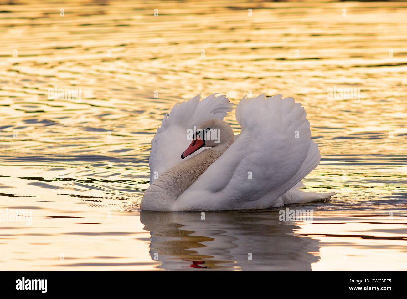 white swan on pond at sunset (Cygnus olor), beautiful orange ...