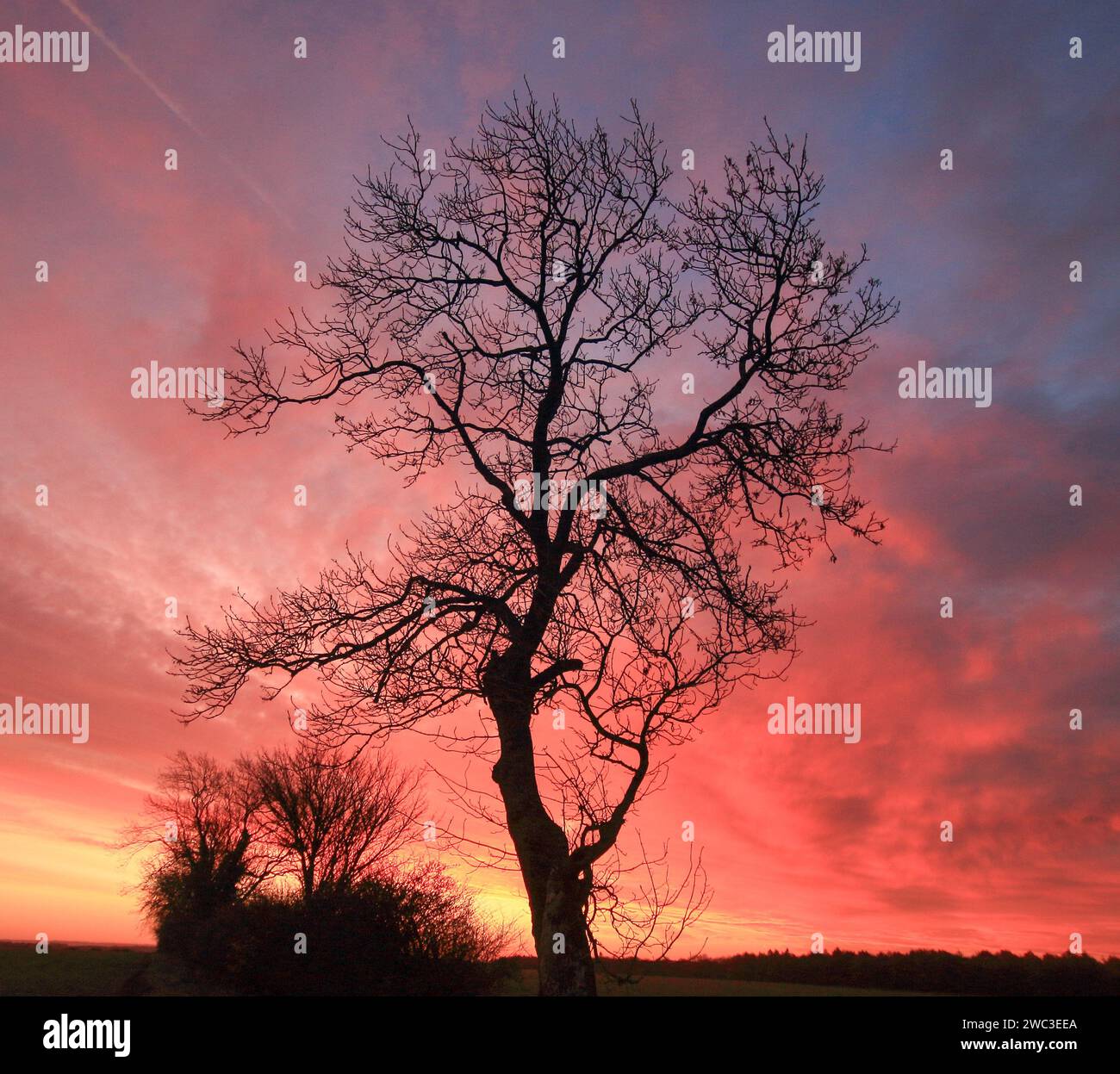 tree silhouette Sunrise Stock Photo - Alamy