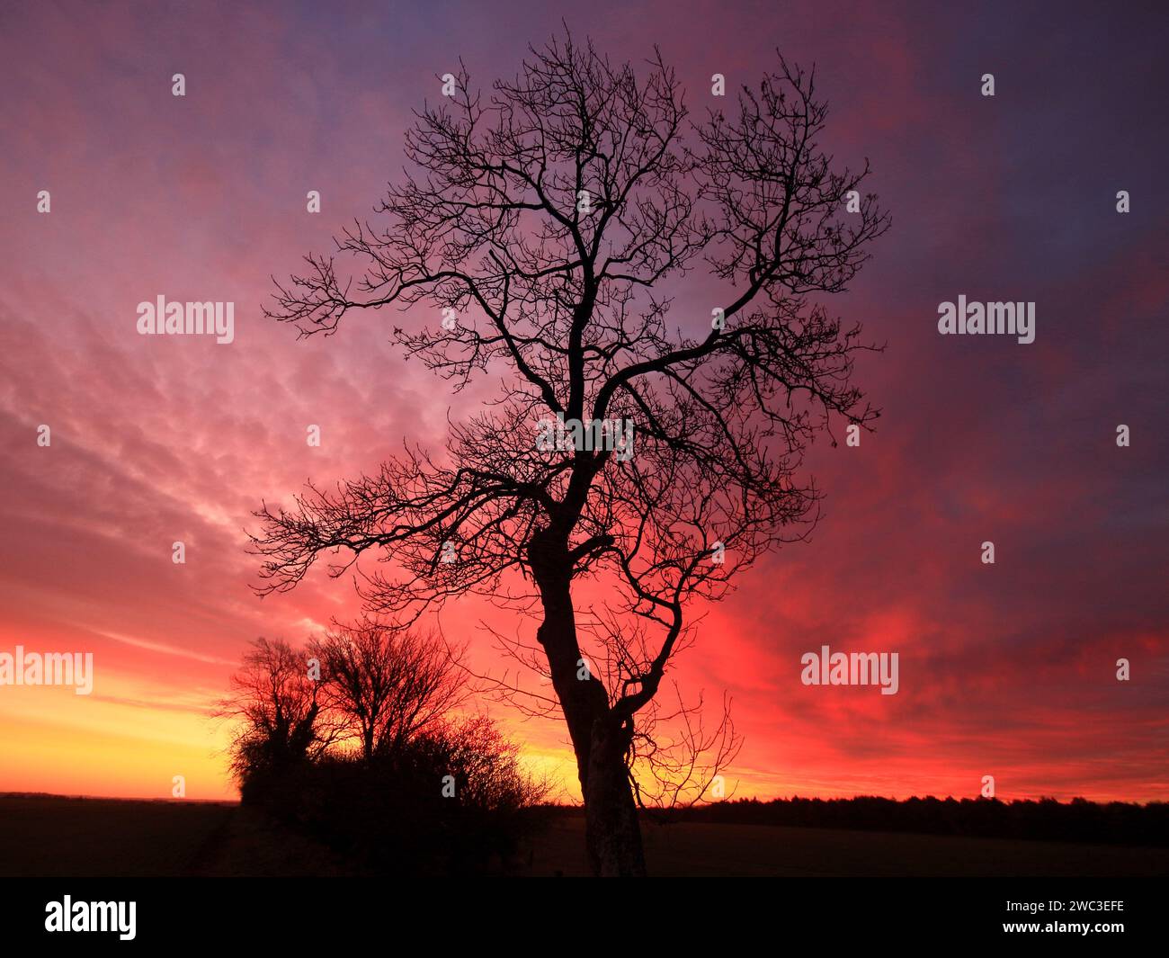 tree silhouette Sunrise Stock Photo - Alamy