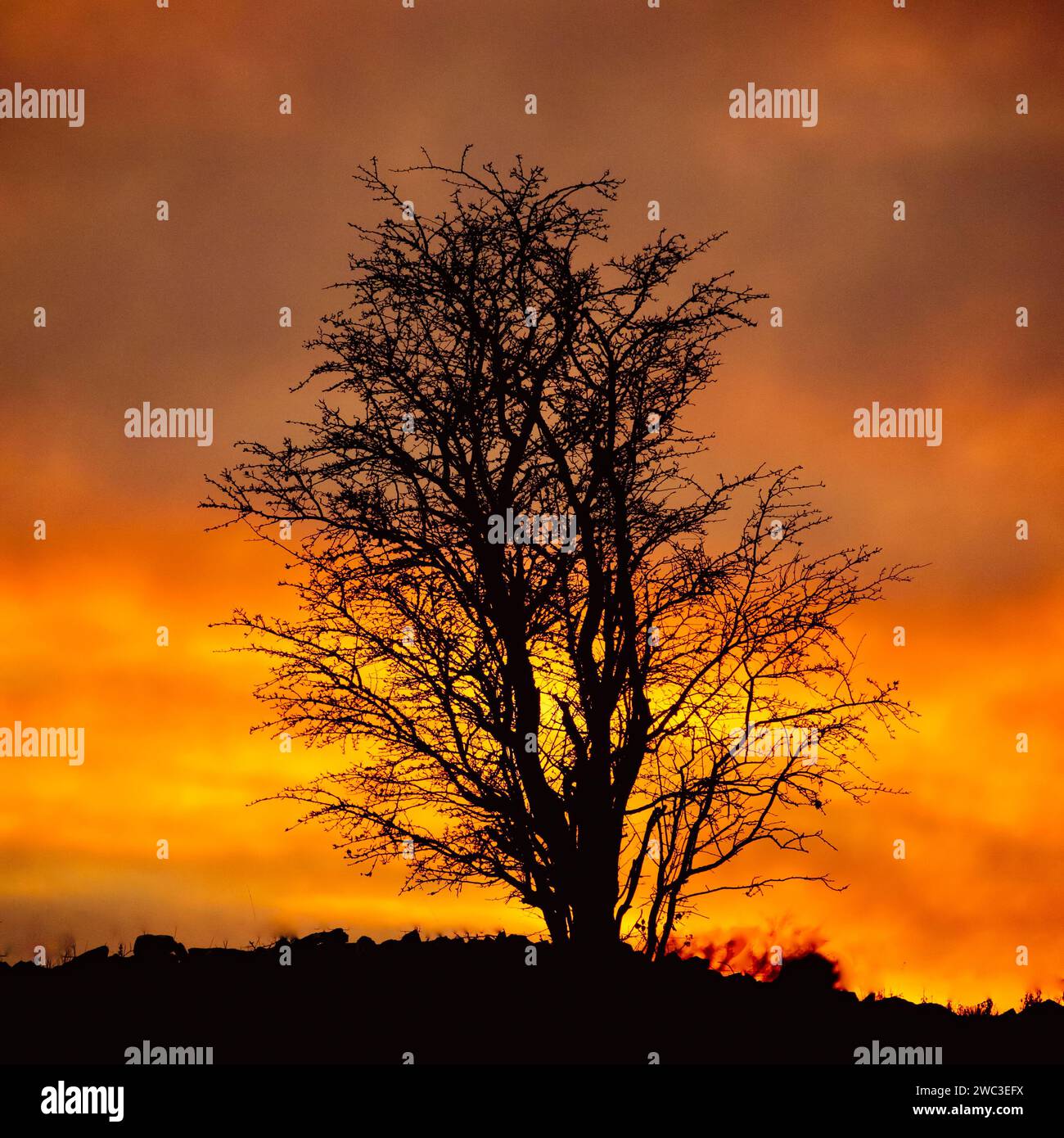 tree silhouette Sunrise Stock Photo - Alamy