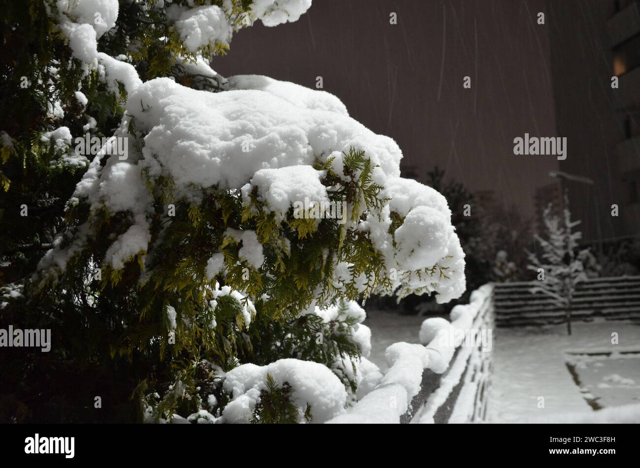 the first snow a week before Christmas is a joy to behold Stock Photo ...