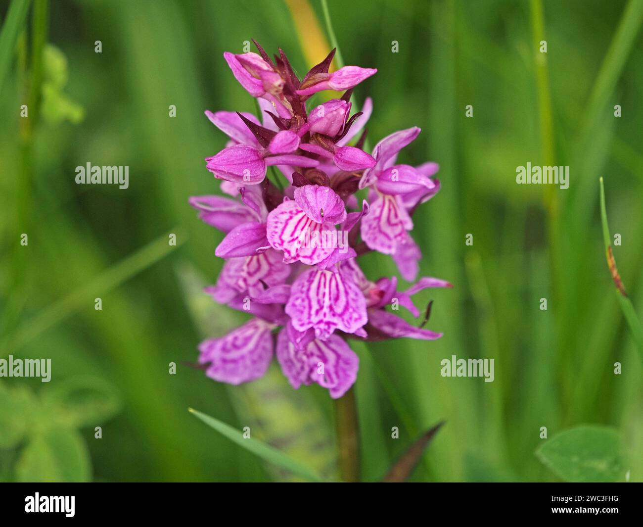 bright purple pink flowers and buds on flowerspike of Heath Spotted ...