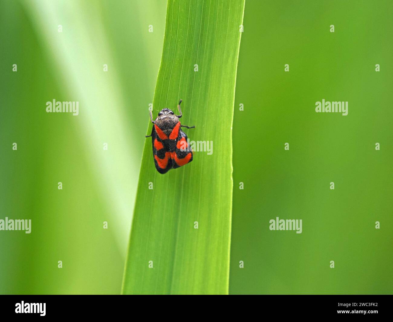 tiny red & black beetle with small antennae & unusual pattern on fresh ...
