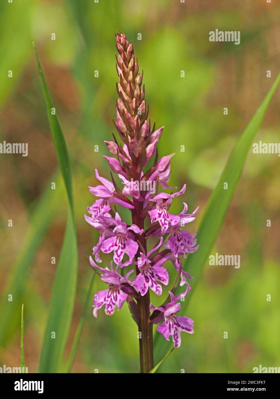 pink spotted flowers and buds on flowerspike of Common Spotted Orchid ...
